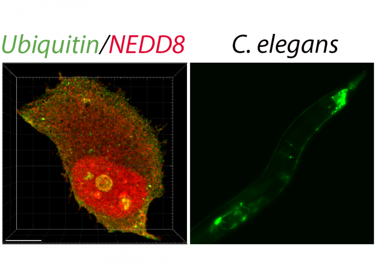 Dimitris XIRODIMAS - CRBM